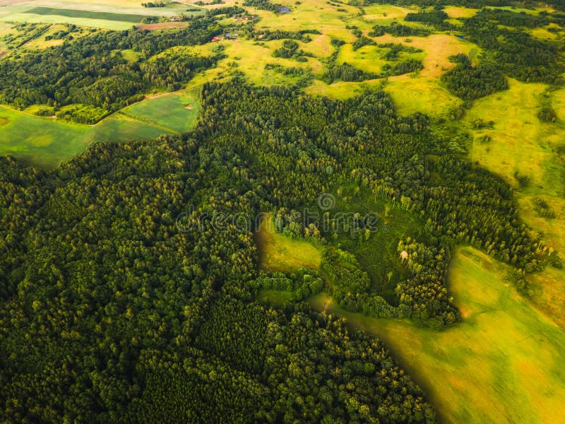 Aerial view of the forest stock photo. Image of plant - 123035320