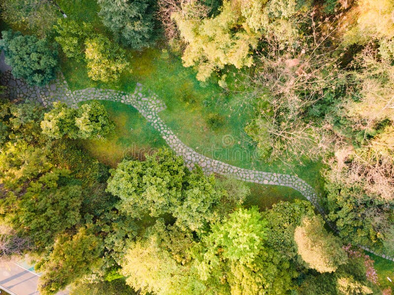 Aerial view of forest path stock image. Image of reserve - 312784033