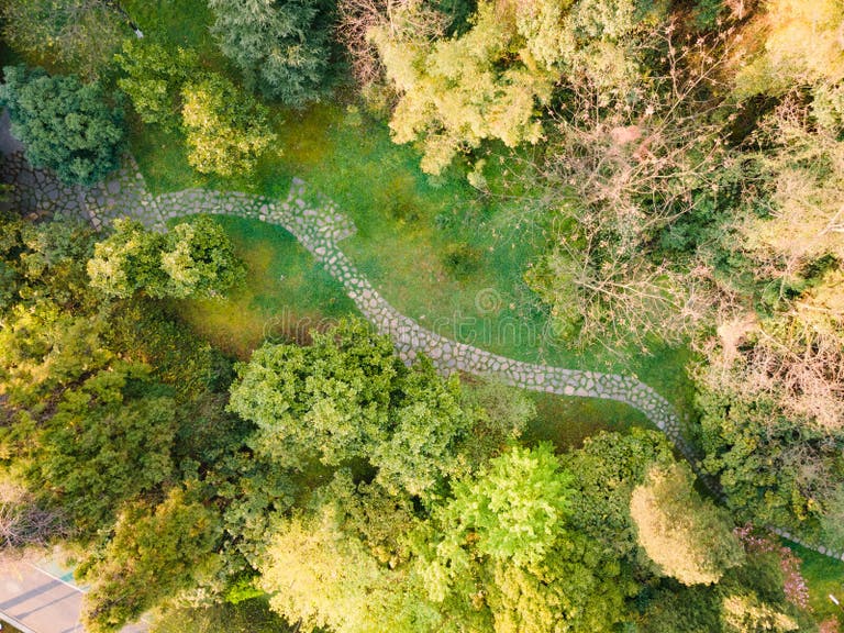 Aerial view of forest path stock image. Image of reserve - 312784033
