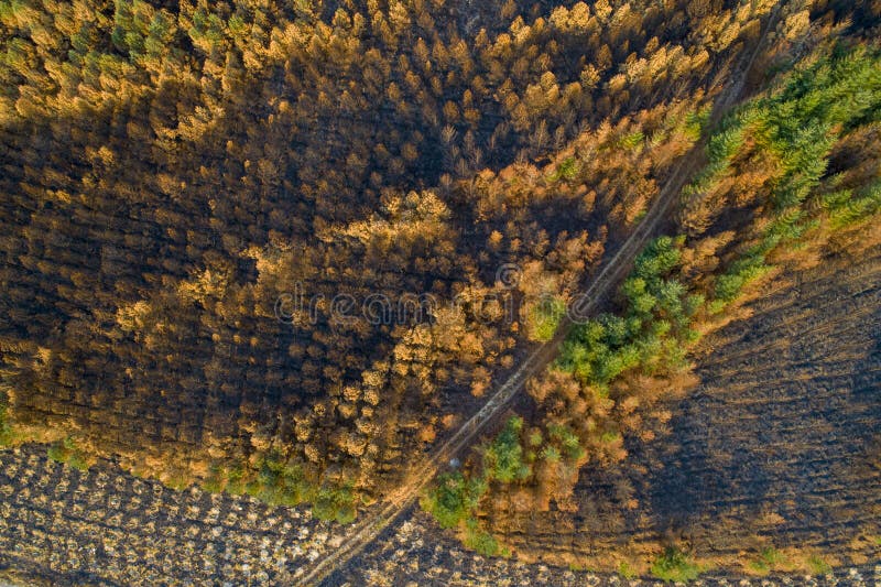 Aerial View of a Forest Runway in a Forest Burnt by a Forest Fire Stock ...