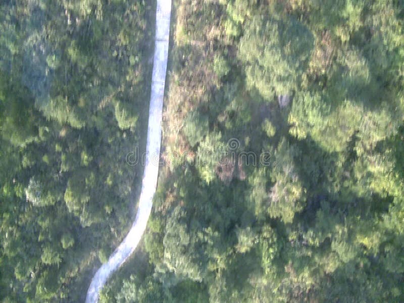 Aerial view of forest path stock footage. Video of natural - 77936264
