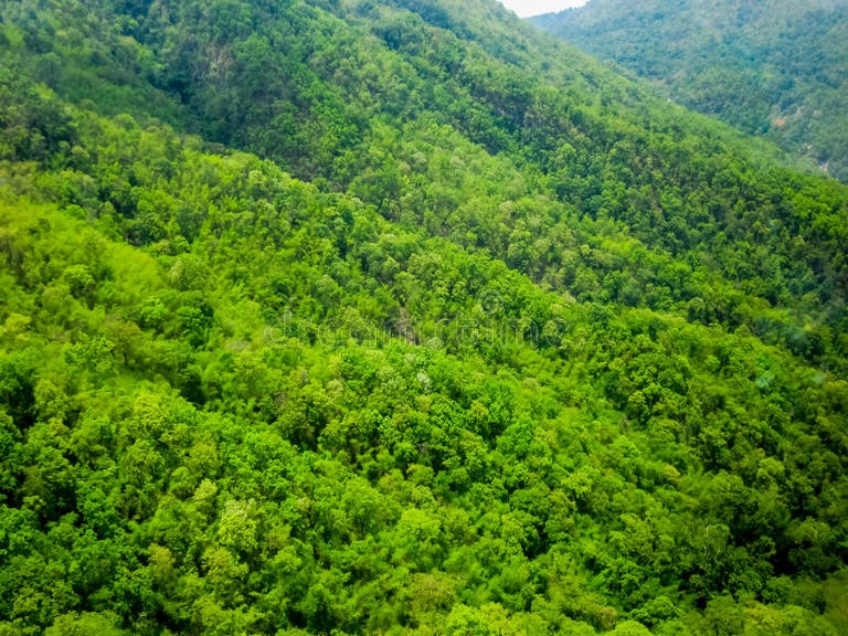 Aerial view of the forest stock image. Image of deforest - 57025909