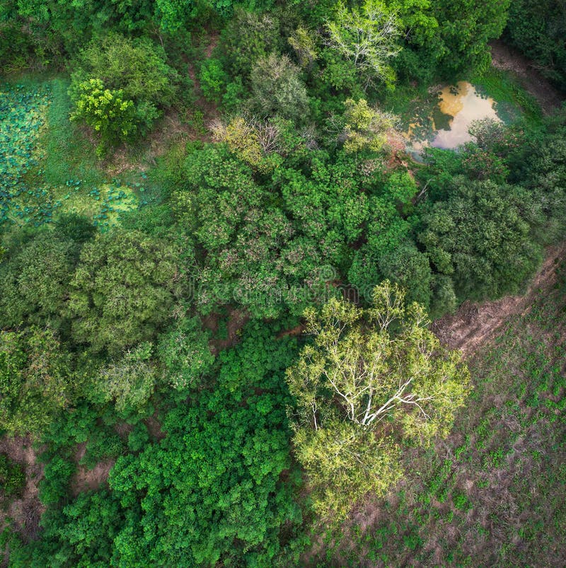 Aerial view forest stock photo. Image of forest, foliage - 103020778