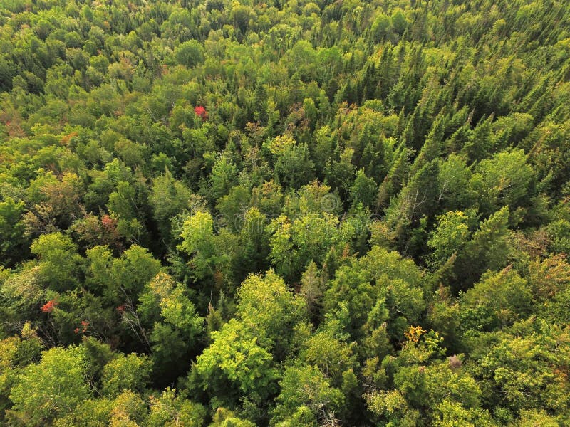 Aerial View of Forest in Quebec Stock Photo - Image of fall, forest ...