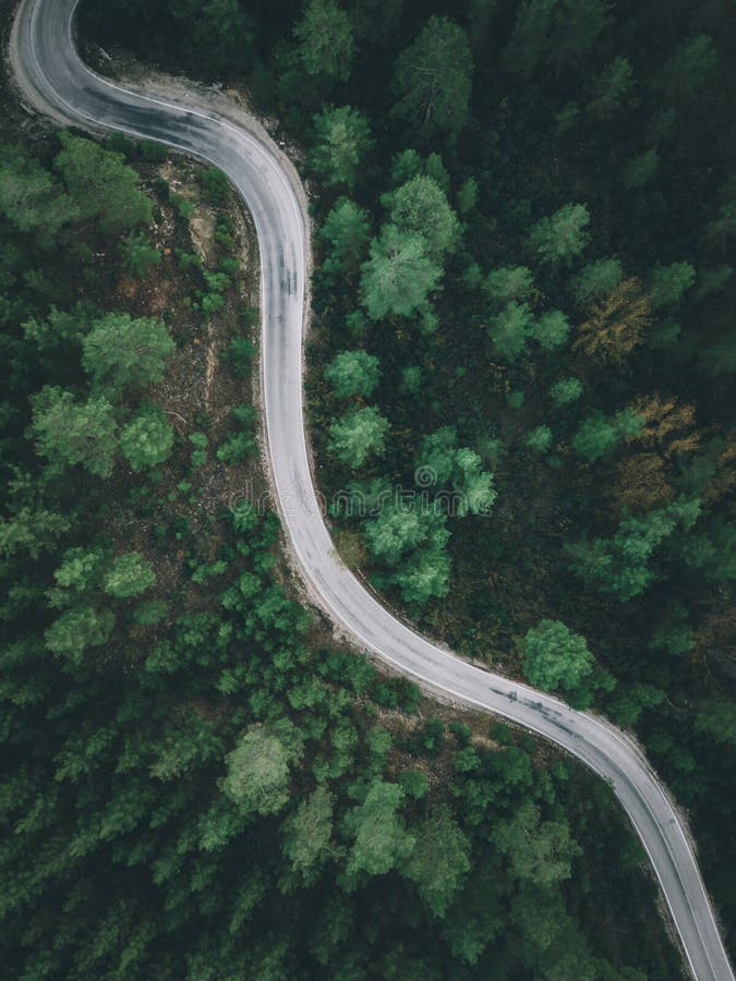 Aerial View of Forest Road with Pine Trees on Both Sides in Autumn ...