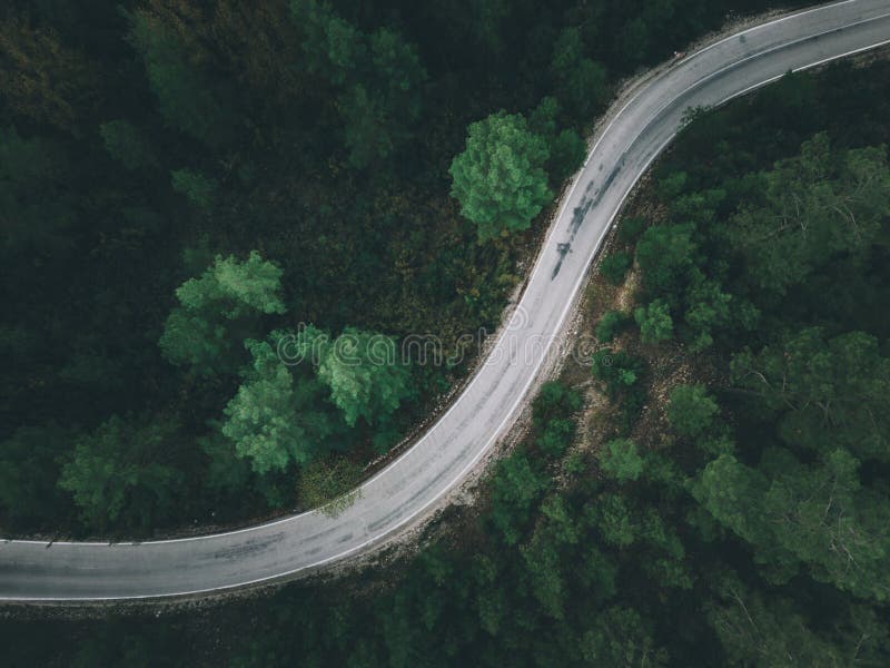 Aerial View of Forest Road with Pine Trees on Both Sides in Autumn ...