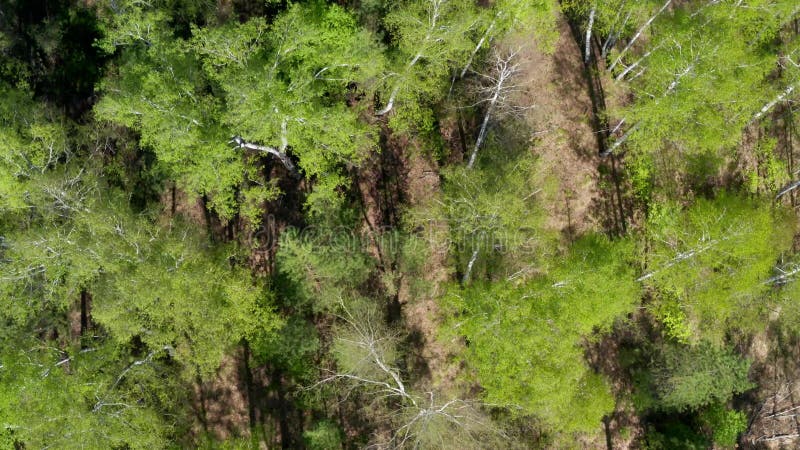 Aerial View of Forest at Spring. Stock Video - Video of pattern ...