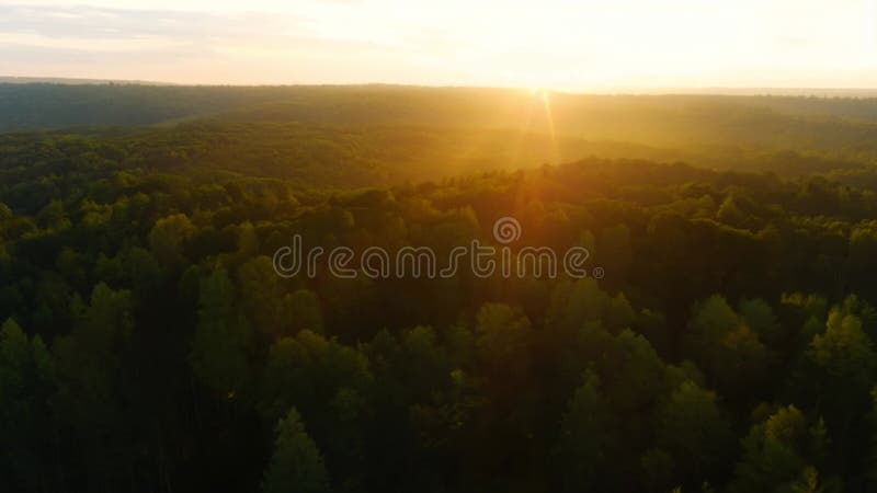 Aerial View of Forest at Sunset with Sun Rays Stock Video - Video of ...