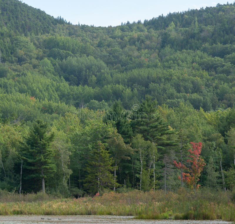 Aerial View of Forest Surrounded by Dense Trees Stock Image - Image of ...
