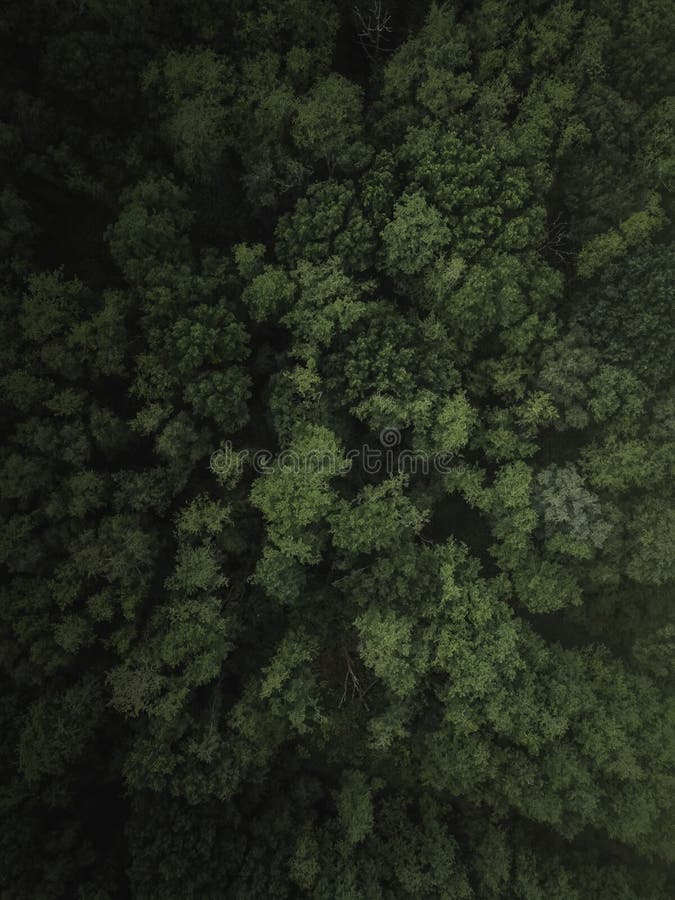 Aerial View of Forest Surrounded by Dense Trees Stock Image - Image of ...
