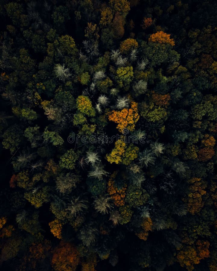 Aerial View of Forest Surrounded by Dense Trees Stock Image - Image of ...