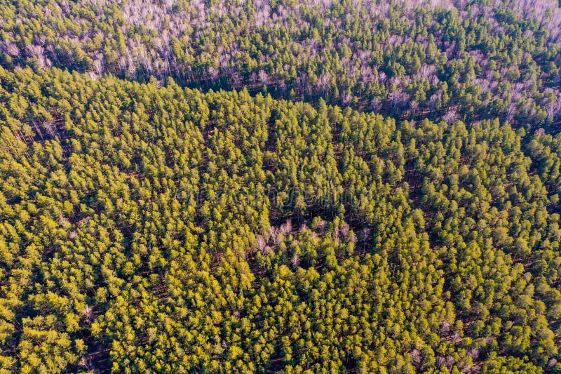 Aerial View of Forest, Texture of Mangrove Forest from Above. Stock ...