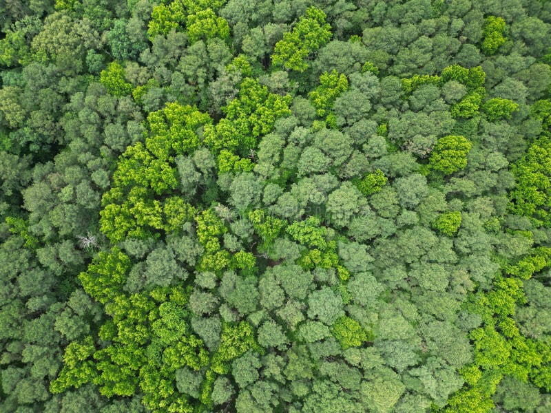 Aerial View Forest Tree. Rainforest Ecosystem and Healthy Environment ...