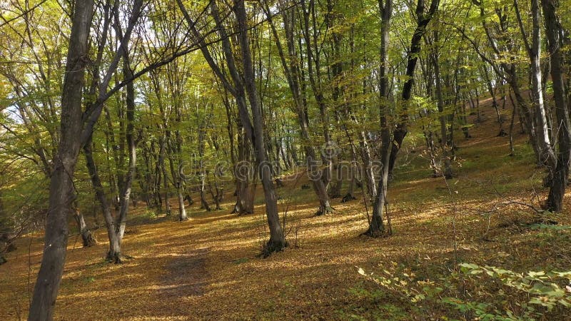 Aerial View of Forest Trees in Autumn, Flying through Trees Stock Video ...