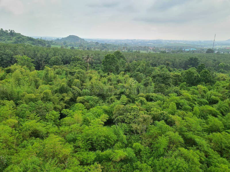 Aerial View of Forest Trees, Ecosystem of Rainforest Texture of Green ...
