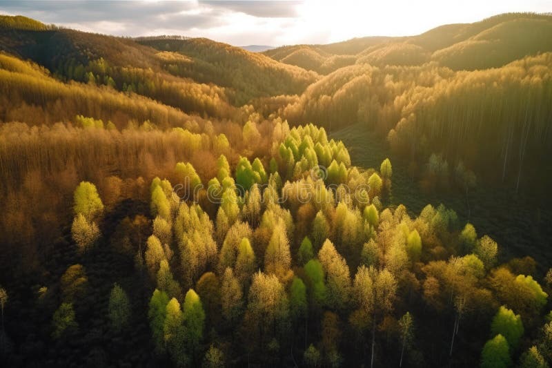 An Aerial View of a Forest with Trees in the Foreground and the Sun ...
