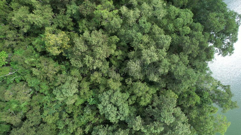 Aerial View Forest Trees Rainforest Ecosystem and Nature Environment ...