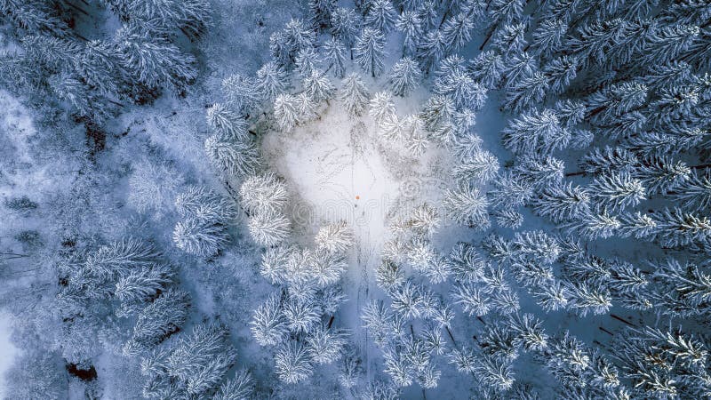 Aerial View of a Forest in Winter Stock Photo - Image of trees ...