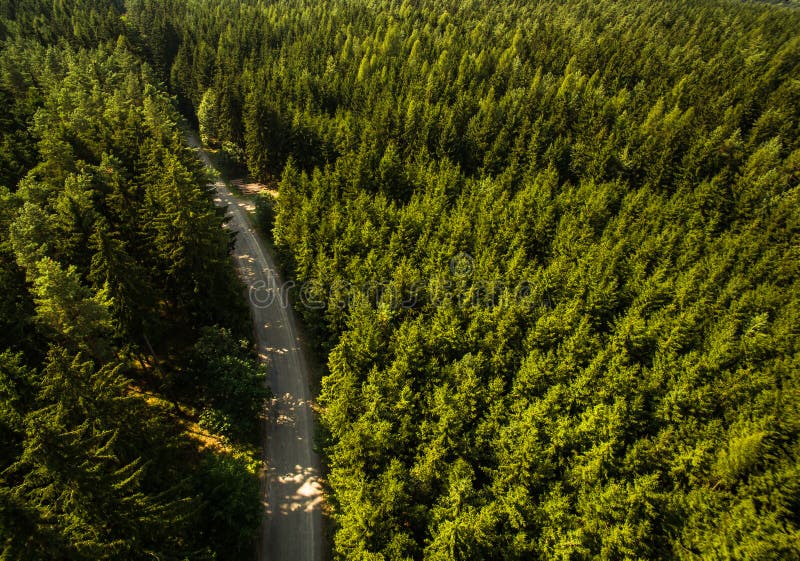 Aerial view of forests stock photo. Image of coniferous - 92585236