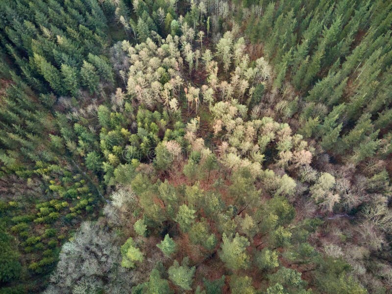 Aerial View Front Landscape with Pine Trees of Different Colors ...
