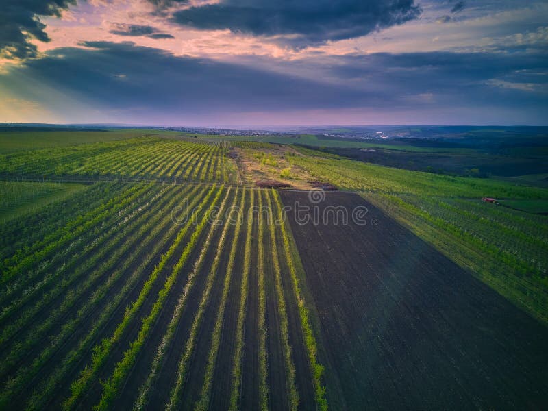 Aerial View of the Fruit Orchard Stock Image - Image of agronomy ...