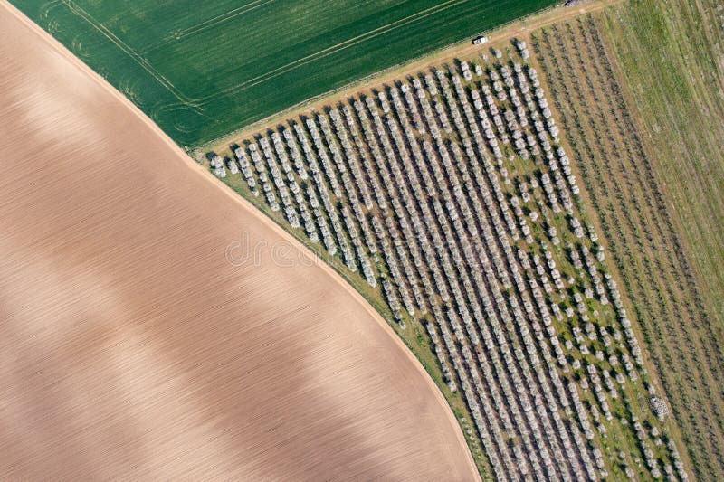 Aerial view of fruit trees stock photo. Image of drone - 250310566