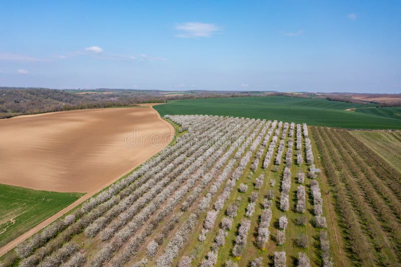 Aerial view of fruit trees stock photo. Image of aerial - 250310610