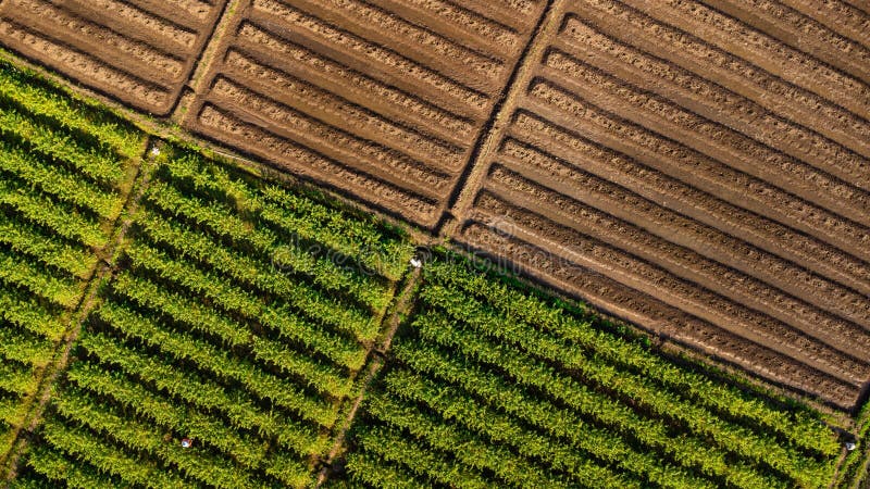 Aerial View of Furrows Row Pattern in a Plowed Field Prepared for ...