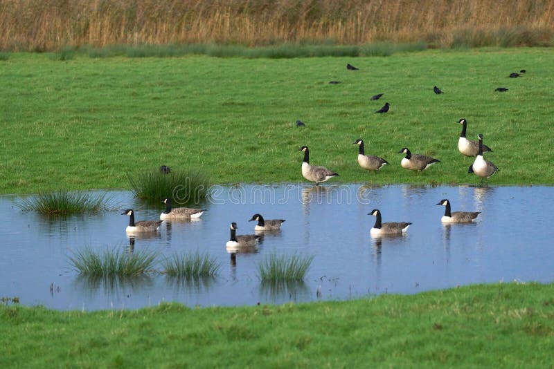 Aerial View of Geese Swimming in Water Stock Image - Image of flight ...