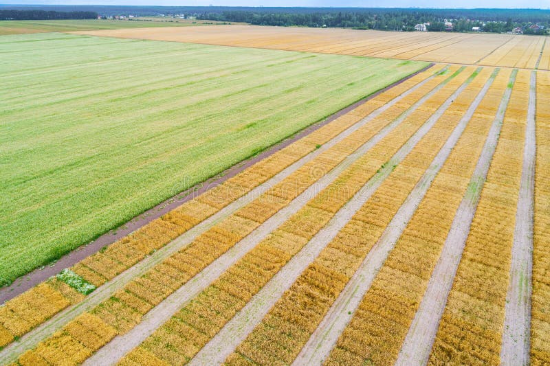 Aerial View of Geometric Wheat Field Stock Image - Image of farmland ...