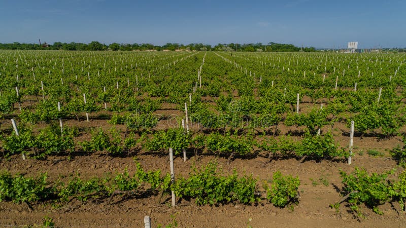 Aerial View of Grape Field in Summer. Stock Photo - Image of sunset ...