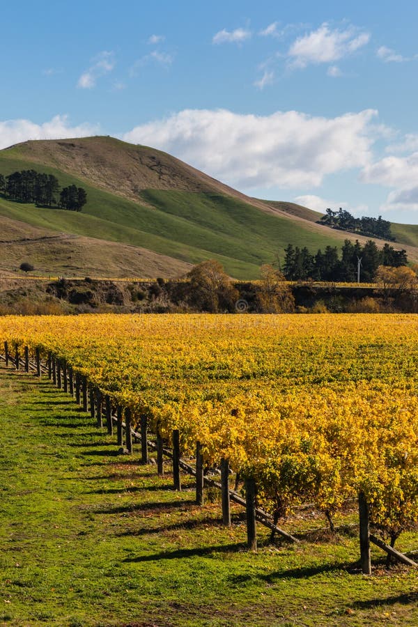 Aerial View of Grapevine in Autumn Stock Image - Image of clouds ...