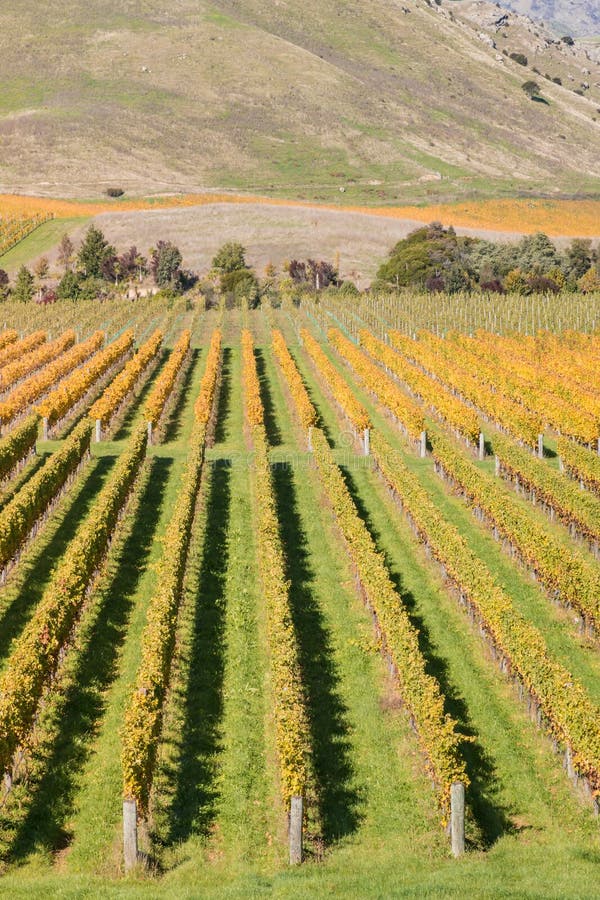 Aerial View of Grapevine in Vineyard in Autumn Stock Photo - Image of ...