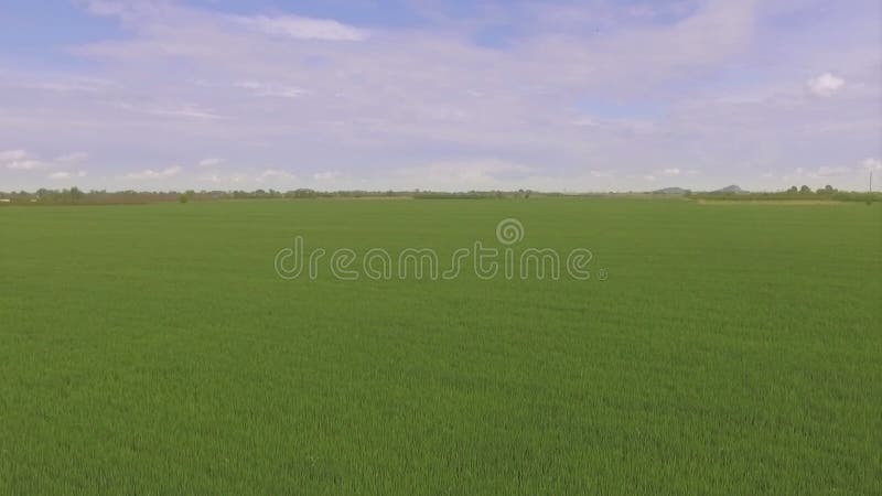 Aerial View of a Grass Field Stock Footage - Video of crop, tracks ...
