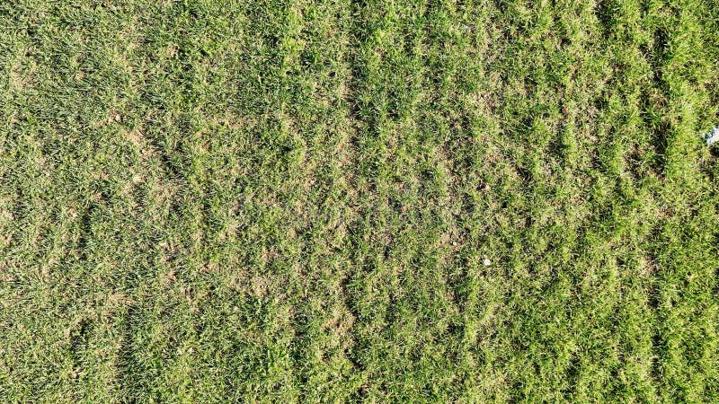 Aerial View of Grass Texture Above Ground Stock Image - Image of fresh ...