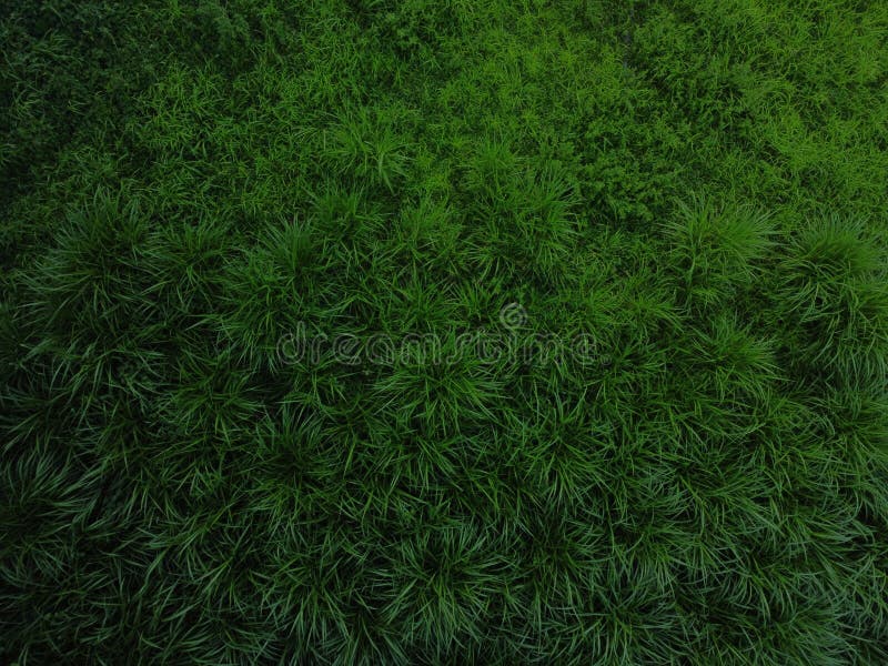 Aerial View of the Grass Upper View of the Field with Green Grass ...