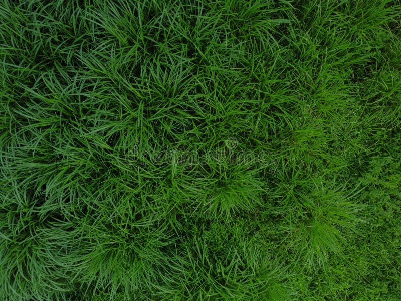 Aerial View of the Grass Upper View of the Field with Green Grass ...