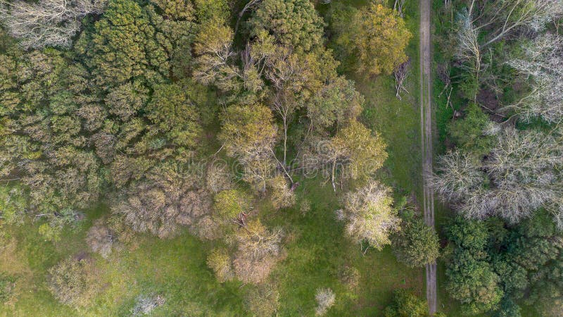 Aerial View of a Grassy Landscape with Intersecting Dirt Paths ...