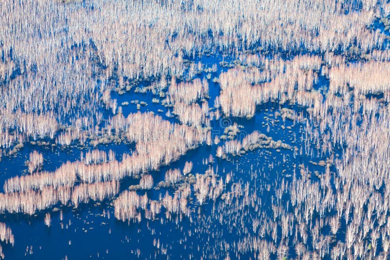 Spring Flooding of Forest River, Top View Stock Photo - Image of ...