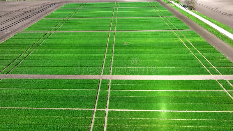 Aerial View of Green Agricultural Test Field. a Drone Shot of a Vibrant ...