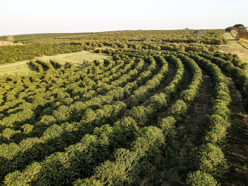 Aerial View of Green Coffee Field Stock Photo - Image of coffee ...