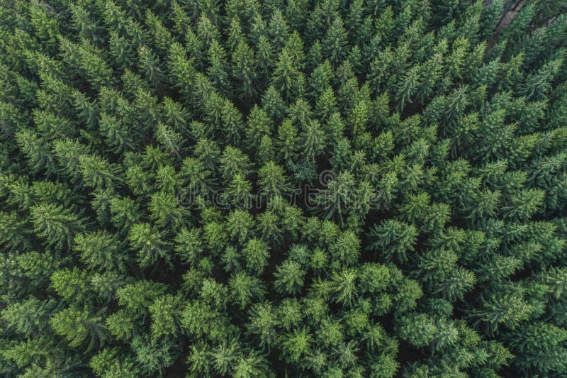 Treetops in a Forest in Autumn Stock Photo - Image of colors, colorful ...
