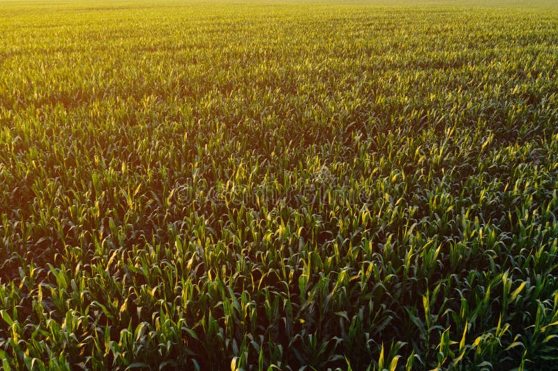 Aerial View of Green Corn Crops Field Stock Image - Image of aerial ...