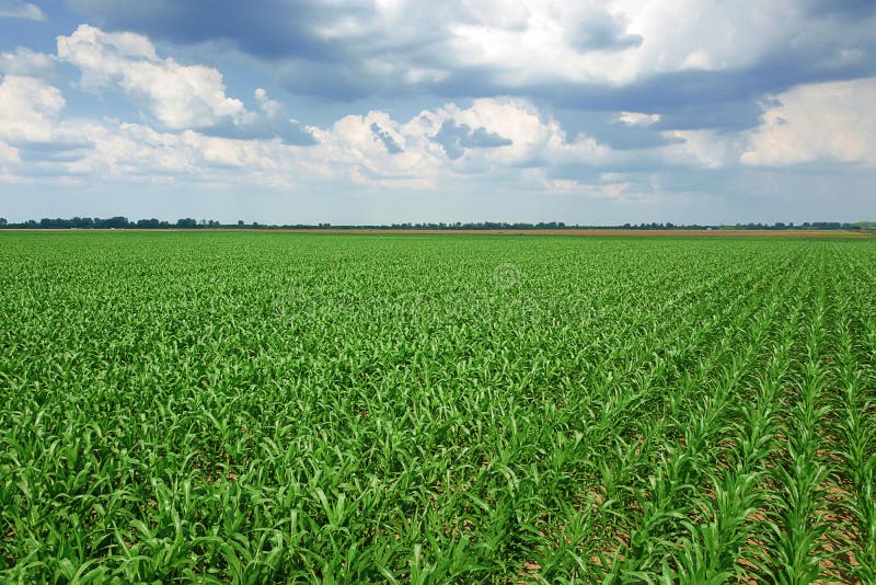 Aerial View of a Green Corn Field. Corn Aerial Stock Photo - Image of ... Aerial View of a Green Corn Field. Corn Aerial Stock Photo - Image of ...