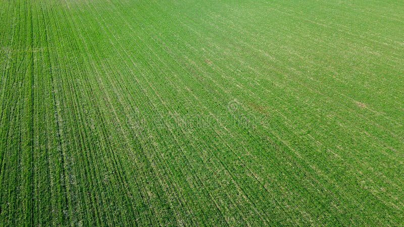 Aerial View Green Field from Above Stock Image - Image of culture ...