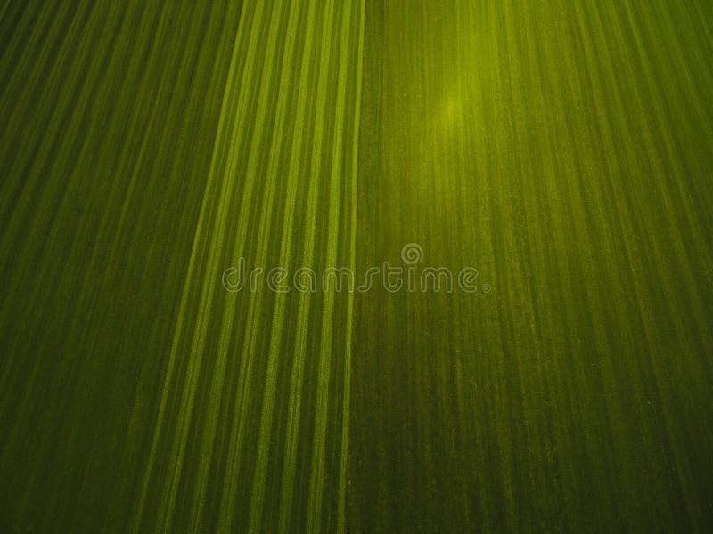 Aerial view of green field stock image. Image of beautiful - 129325439