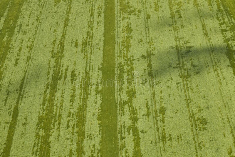 Aerial View of Green Field Texture in Perspective. Stock Image - Image ...