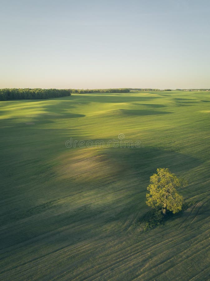 Aerial View of Green Field and a Tree Overhead Stock Photo - Image of ...