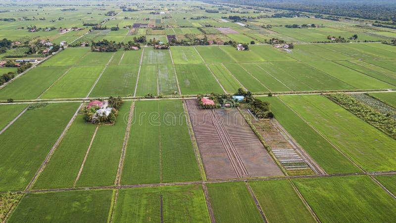Aerial View of Green Fields with Paddy during Planting Season Stock ...