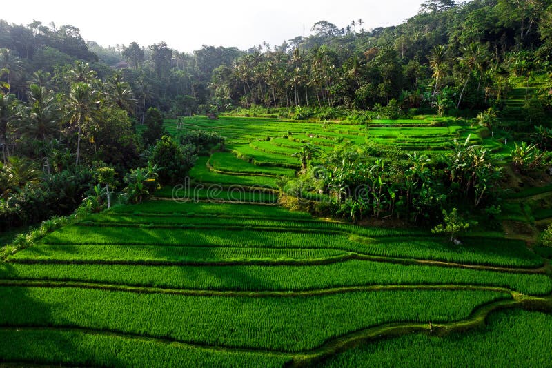 Aerial View of Green Fields Green Rice and Corn Fields in Bali ...